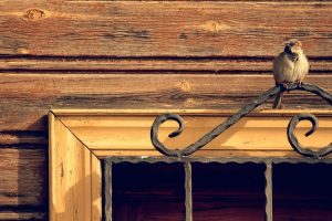 Bird Pecking at Window: 9 spiritual Meanings - Ask The Soul