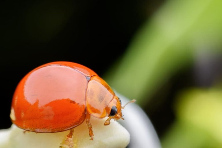 Ladybug With No Spots Meaning: 9 Spiritual Warnings