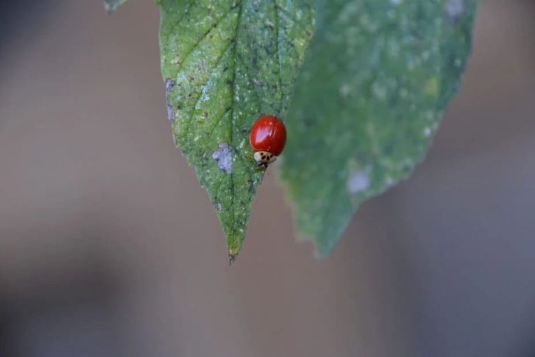 Ladybug With No Spots Meaning: 9 Spiritual Warnings