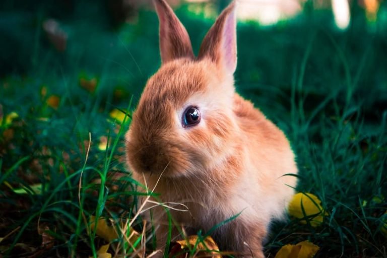 9 Spiritual Meanings of Seeing a Brown Rabbit (Bad Omen?)
