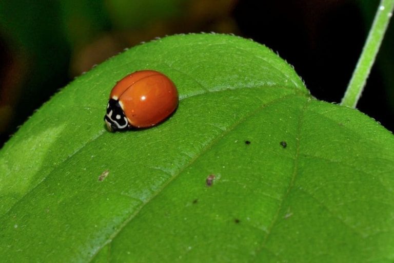 Ladybug With No Spots Meaning: 9 Spiritual Warnings