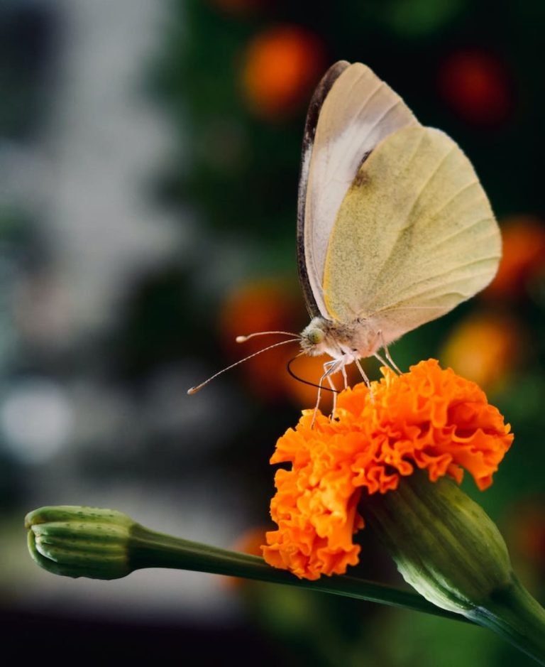 What does it Mean When You See a White Butterfly? (It's Luck?)