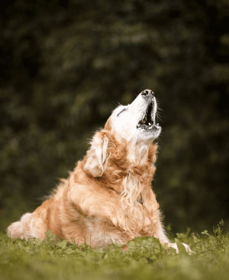 Dog Howling Spiritual Meaning (You Didn't Expect This)