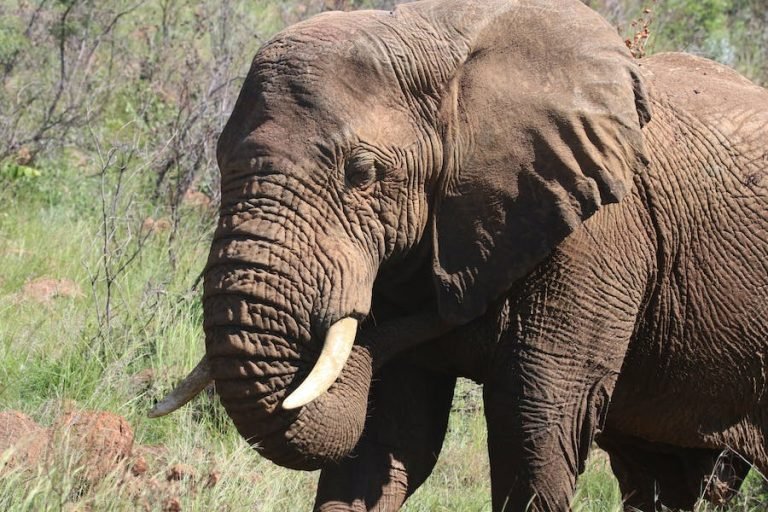 Spiritual Meaning of Elephant (15 Messages For You)