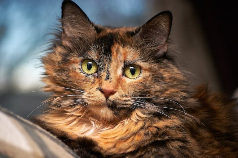 Tortoiseshell Cat Spiritual Meaning (Good Signs)