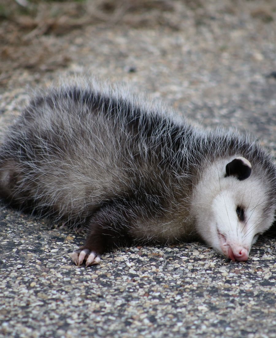 9 Spiritual Meanings Of Seeing A Possum: Strong Warnings