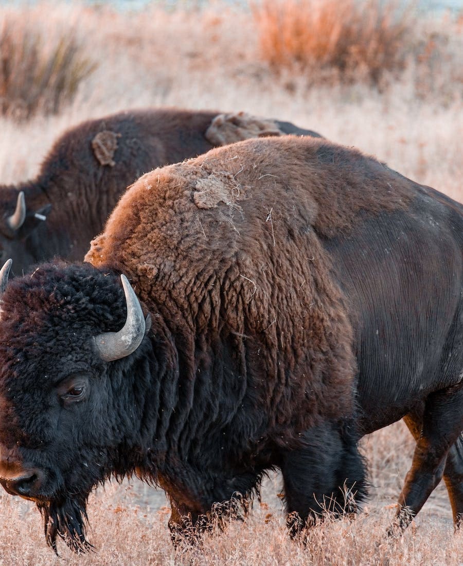 Spiritual Meaning of Bison (7 Good Meanings)