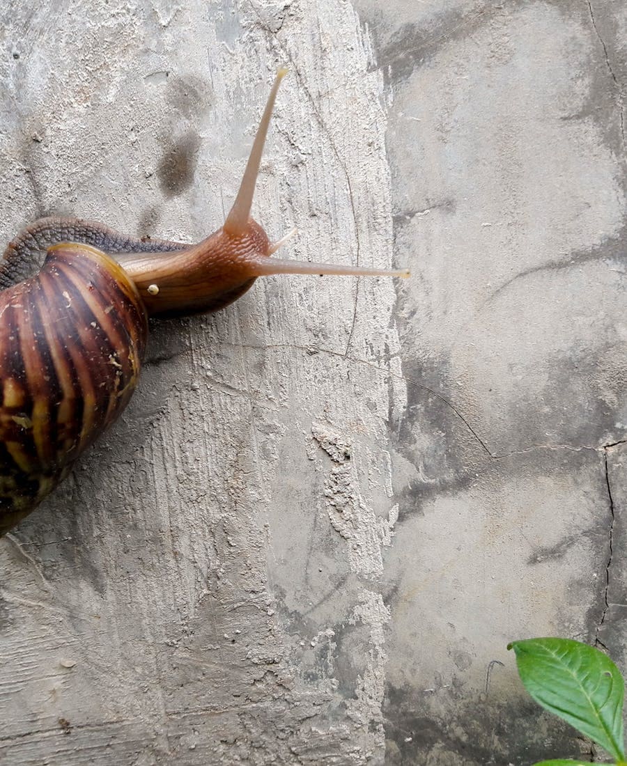 Spiritual Meaning of Brown Snail (Signs From The Heaven)