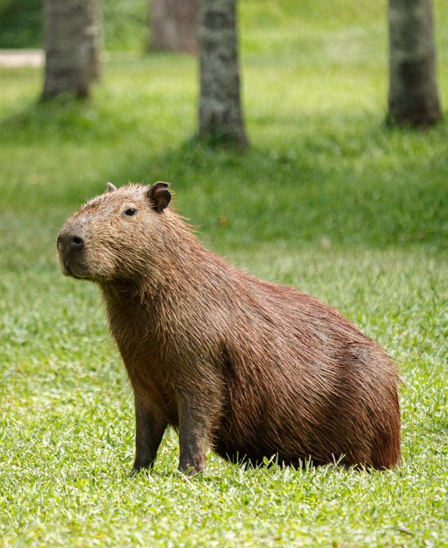 Capybara Spiritual Meaning: 6 Powerful Signs