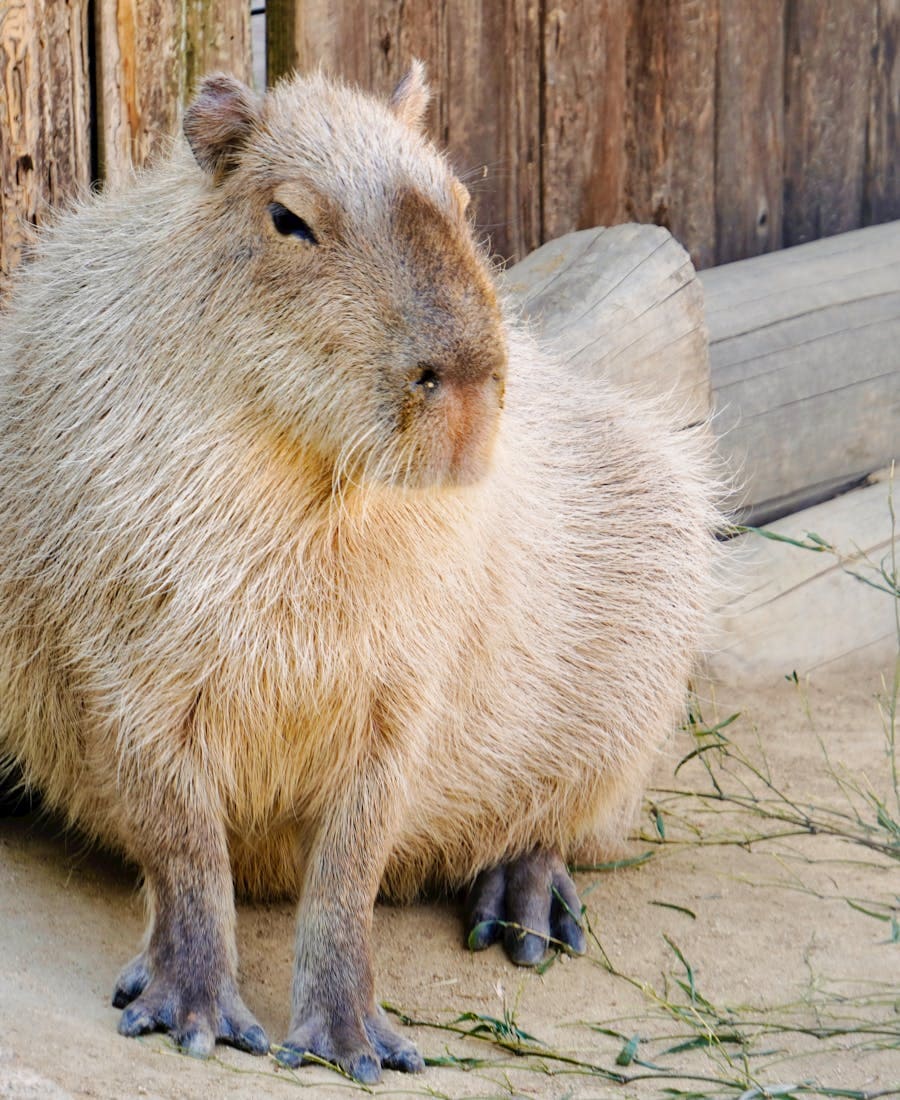 Capybara Spiritual Meaning: 6 Powerful Signs