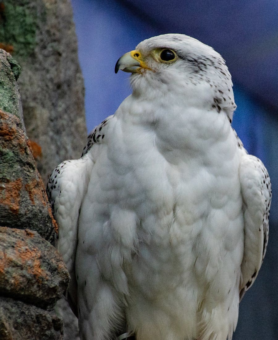What Does It Mean When a Hawk Flies in Front of Your Car?