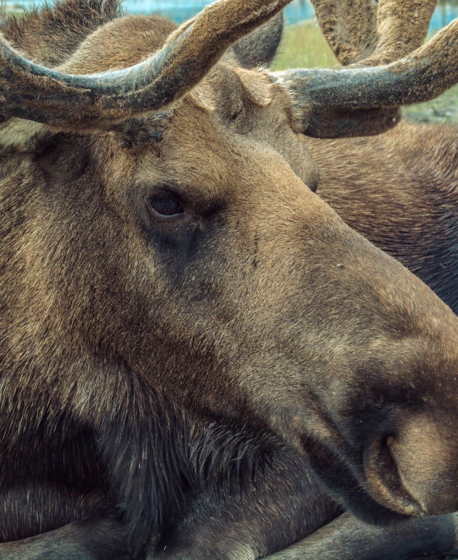 Spiritual Meaning of Moose: 7 Powerful Messages
