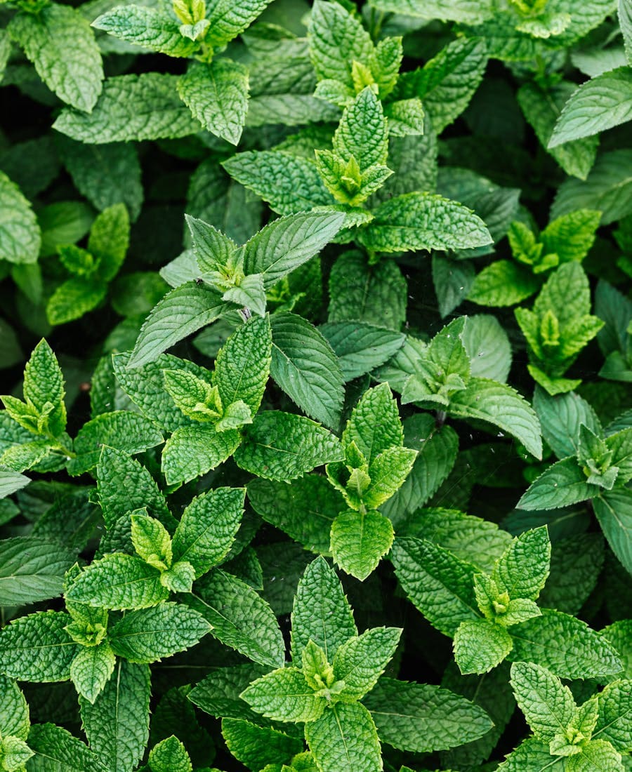 Peppermint Spiritual Meaning: 5 Powerful Messages