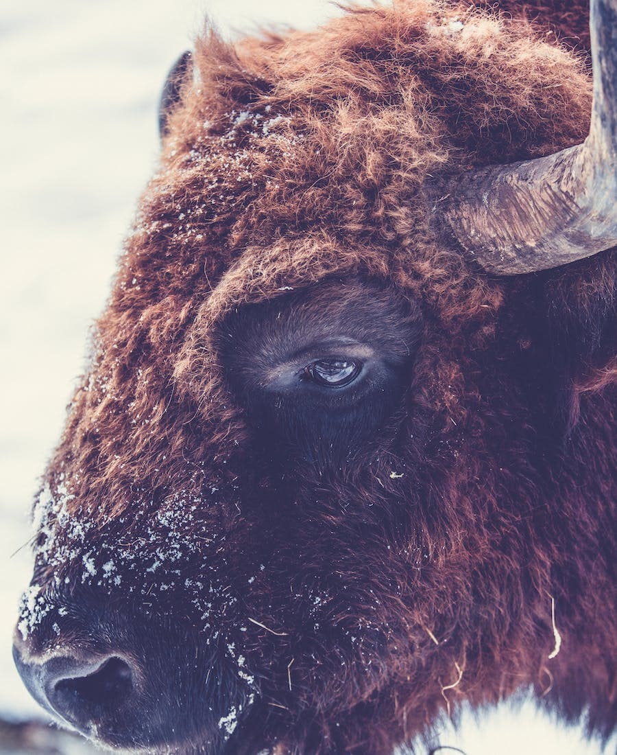 Spiritual Meaning of Bison (7 Good Meanings)